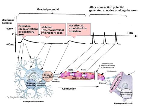 Difference Between Excitatory And Inhibitory Neurons Pediaacom