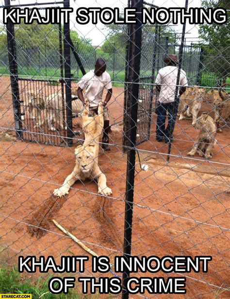 Khajiit Stole Nothing Is Innocent Of This Crime