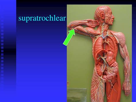 Ppt Lab Ex 48 Lymphatic System Powerpoint Presentation Free