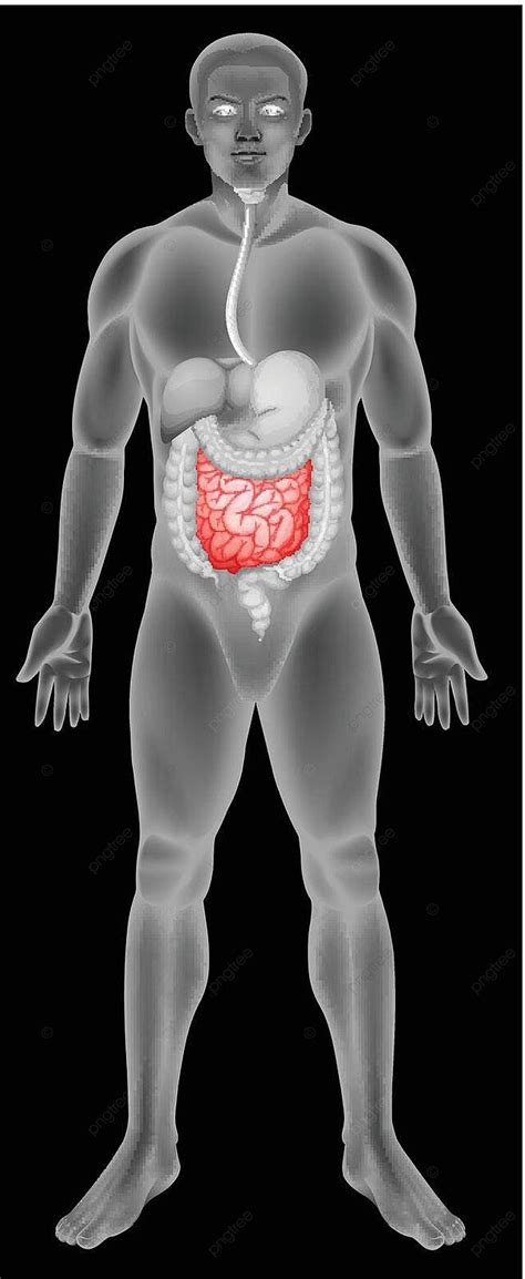 Anatomy Of The Small Intestine Small Intestinal Part Vector Small Intestinal Part Png And