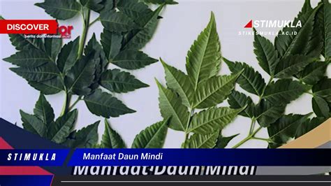 Ngga Cuma Daun Kari Kamu Wajib Tahu 10 Manfaat Daun Mindi Yang Bikin
