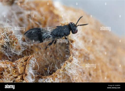 Parasitic Parasitoid Wasp A Small Hymenopteran Whose Larvae Eat Other