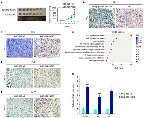 Fabp5 Expression Correlates With Gc Tumorigenesis In Vivo A Bgc 823