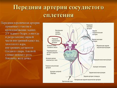 Кровоснабжение головного мозга презентация онлайн