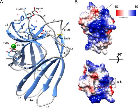Figure 2 From The Structure Of A Bacteroides Thetaiotaomicron