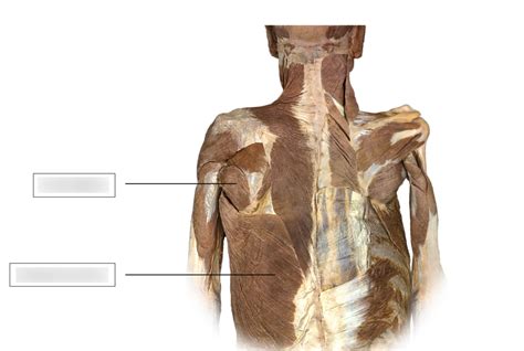 Latissimus Dorsi And Teres Major Innervation Origin And Inserts