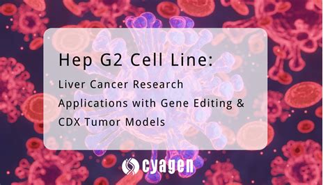 Hep G2 Cell Line Liver Cancer Research Applications With Gene Editing