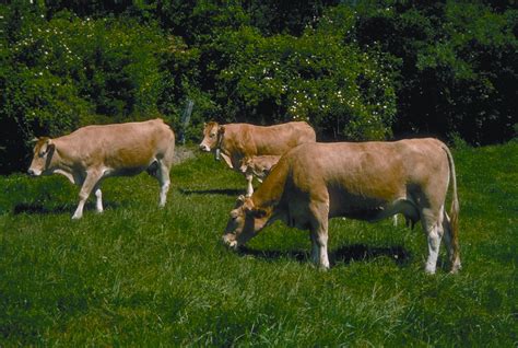 Demonstration Online Training Animal Welfare Indicators For