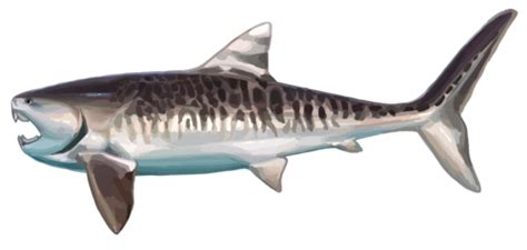 Placoderms Class Placodermi · Inaturalist