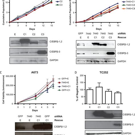 C EBPβ expression in Ewing sarcoma cells is regulated by EWS FLI1 A