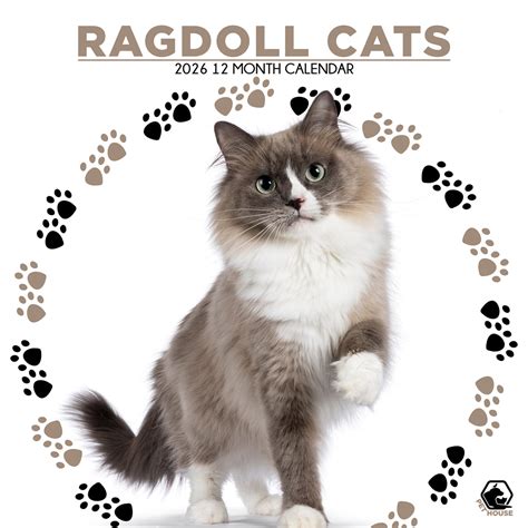 Ragdoll Cats Square Calendar 2026 Calendarsrus