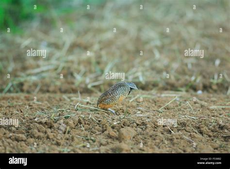 Barred Buttonquail Turnix Suscitator In Amami Island Japan Stock