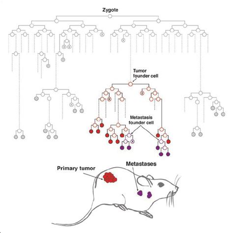 Cancer Cell Lineage Reconstruction A Reconstructed Cell Lineage Tree Download Scientific