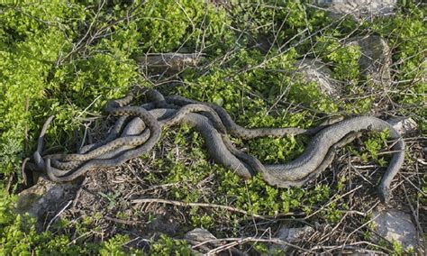 Ilha das Cobras Conheça um dos lugares mais perigosos do Brasil CLICSC