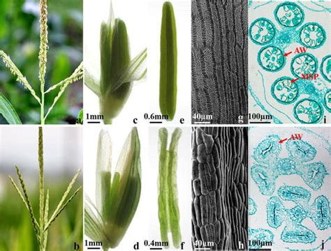 The Morphological Characteristics Of Wild Type And Ms53 Mutant Plants