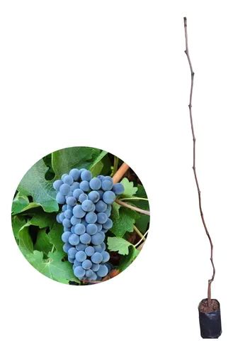 Muda De Uva Bordo Enxertada Para Produzir MercadoLivre