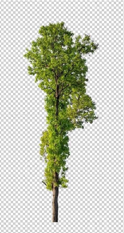 Architectural Tree Elevation Stock Photos Images And Backgrounds For Free Download