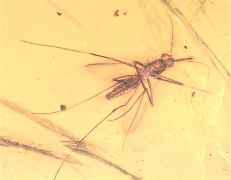 46 Million Year Old Mosquito Discovered Guardian Liberty Voice 46 Million Year Old Mosquito Discovered Guardian Liberty Voice