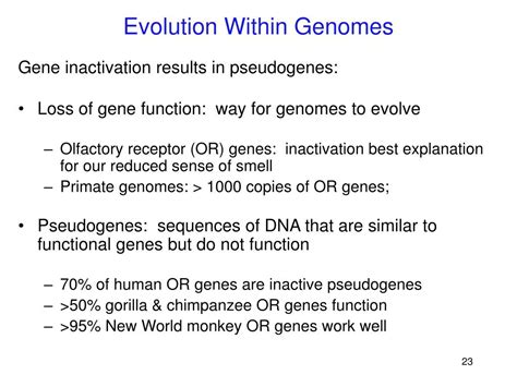 Ppt Genome Evolution Chapter 24 Powerpoint Presentation Free