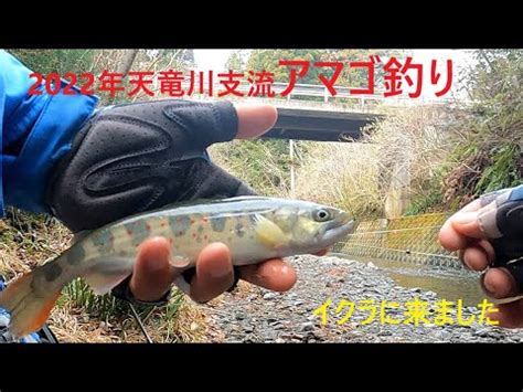 天竜川の支流でアマゴを狙う YouTube