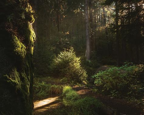 Edenic Law And The Book Of Romans Part 2 Tidings