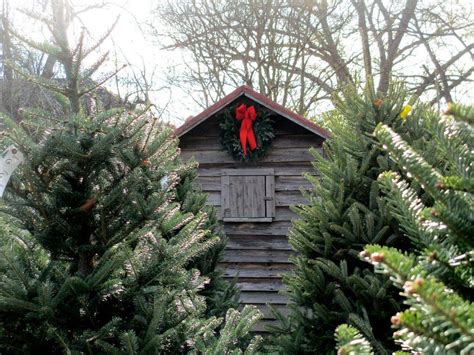 Christmas Tree Farm Wallpapers Wallpaper Cave