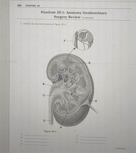 Solved 2 Identify The Structures Shown In Figure 20−2 A