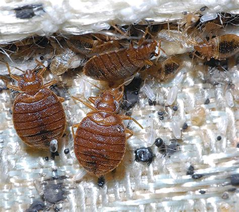 Bed Bug Heat Treatment Mcdonald Pest Control 727 734 0963