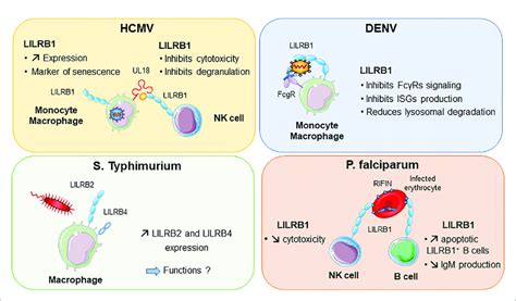 Lilrb1 And Lilrb2 Implication In Various Infectious Diseases Human Download Scientific