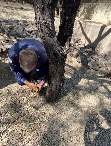 Tree Trimming Pruning Phoenix AZ Arbor Tree Feeding Experts