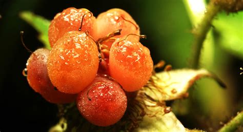 Wild Raspberry By Condor81 On Deviantart