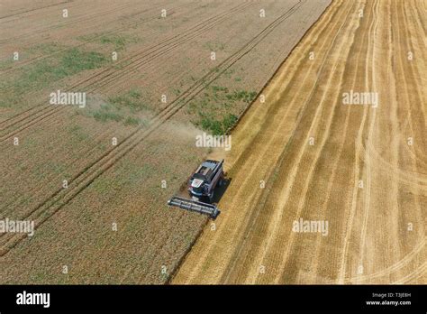 Harvesting Wheat Harvester Agricultural Machinery In Operation Stock