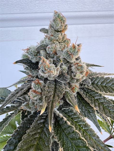 Hood Legend OG | Detroit Seed Company | Neptune Seed Bank | Cannabis ...