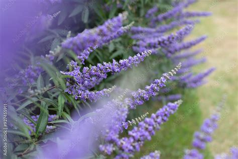 Vitex Agnus Castusvitex Chaste Treechastetree Chasteberry Abraham