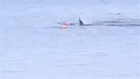Great White Shark Attacks Sea Kayaker In Monterey Bay Couple Watches