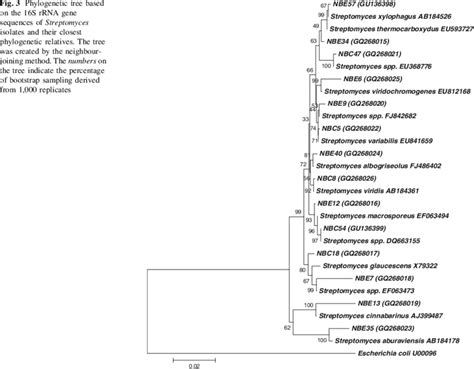 Phylogenetic Tree Based On The 16s Rrna Gene Sequences Of Streptomyces