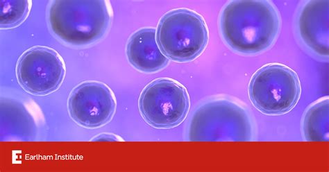 Single Cell Genomics Whats In A Cell Earlham Institute