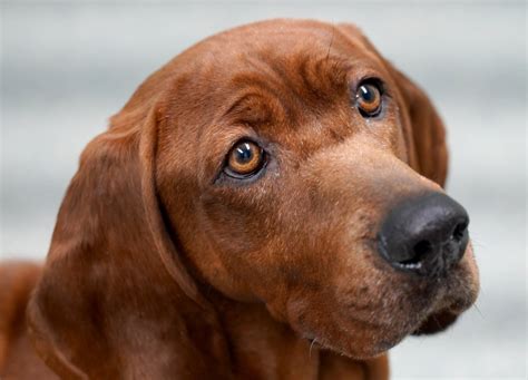 Freetown Woman Faces Animal Cruelty Charges Boston Herald