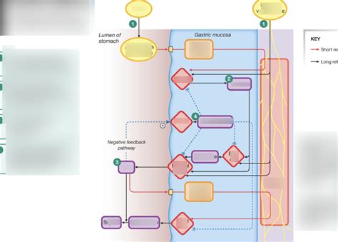 Cephalic Vs Gastric Phase Diagram Quizlet