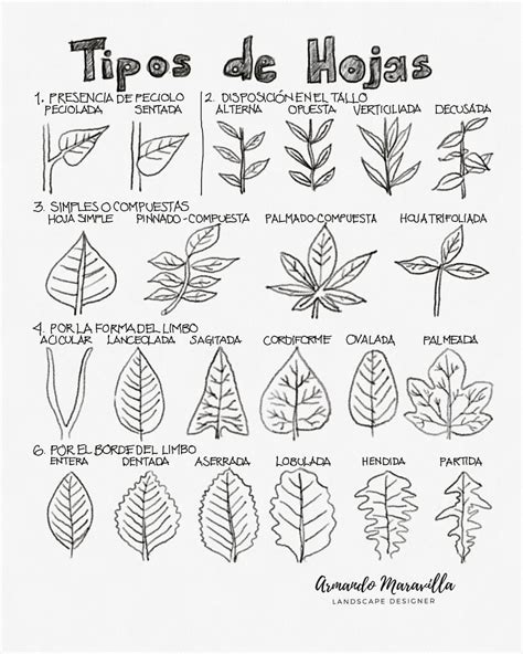 Tipos De Hojas Paisajismo Drawing Draw Sketch Sketchbook Plants My
