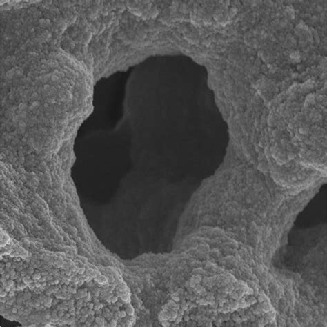 Pdf Advances In Monolithic Silica Columns For High Performance Liquid