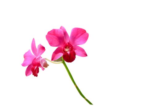 Flores Hawaianas Png Para Descargar Gratis
