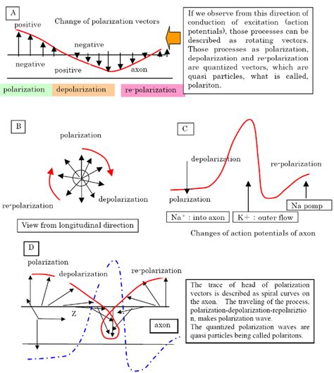 Theory Of Rotating Polarization Vectors Download Scientific Diagram