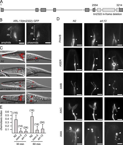 C Elegans Arl 13 Mutants Possess Defective Cilium Structure