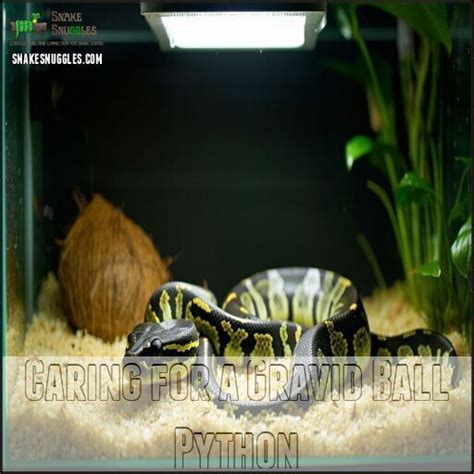 How To Tell If Your Female Ball Python Is Gravid Key Signs To Know