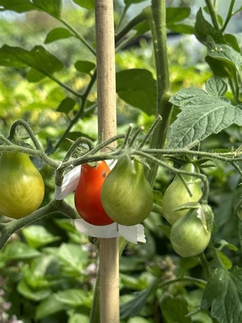 Punane Kokteiltomat Sirgunudsaaremaal Ee