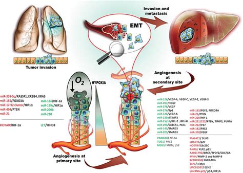Noncoding Rnas In Lung Cancer Angiogenesis Intechopen