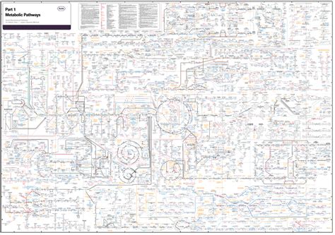 github zijunhui roche biochemical pathway generator generates a downloadable full size image