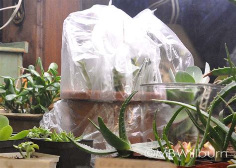 Plant Propagation With Great Cuttings Comes Great Responsibility
