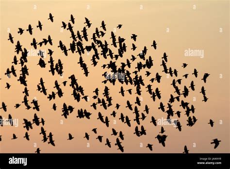 Flocking Behavior In Birds Hi Res Stock Photography And Images Alamy